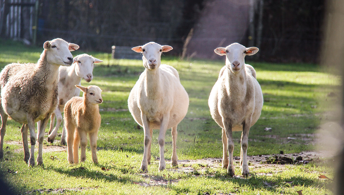 Piney Wood Ranch | Piney Wood Ranch